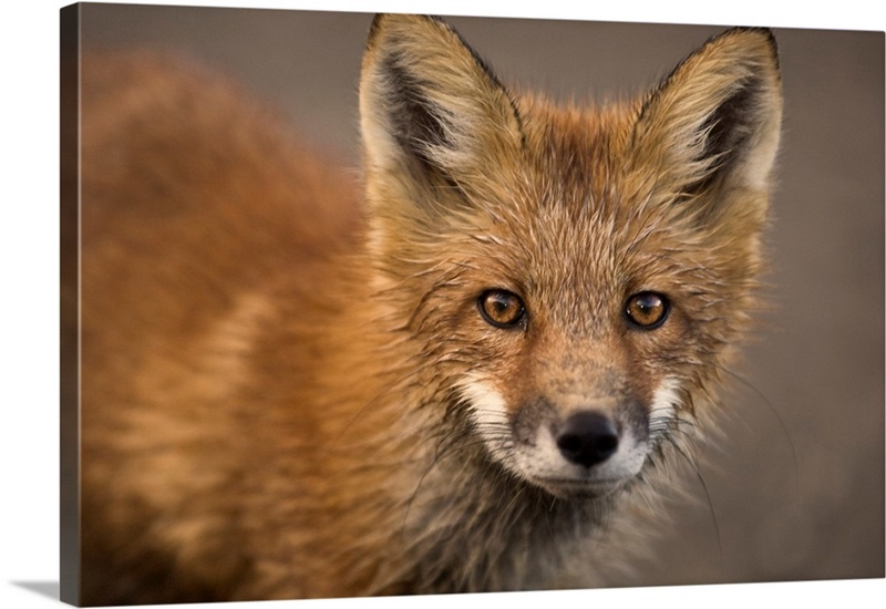 Close Up Portrait Of A Red Fox During Autumn In Denali National Park ...