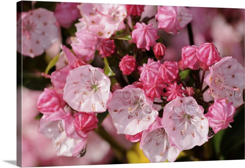Close View Of Pink Mountain Laurel Flowers After A Rain, Arlington ...