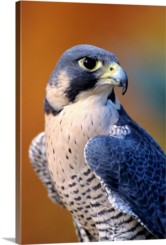 Closeup Of An Adult Male Peregrine Falcon | Great Big Canvas