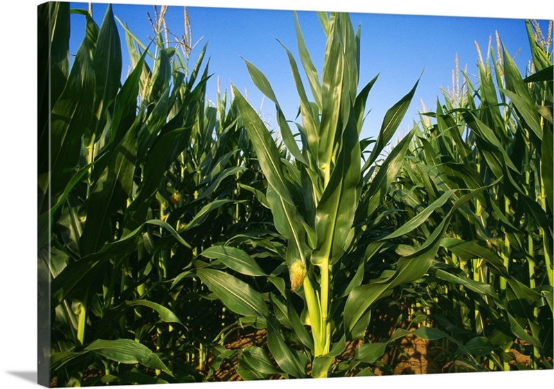 Closeup of mid growth tasseled out grain corn plants showing a young ...