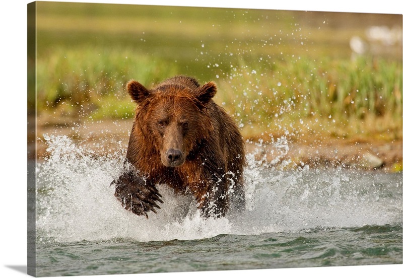 Coastal Grizzly Boar Fishing At Geographic Harbor, Katmai National Park ...