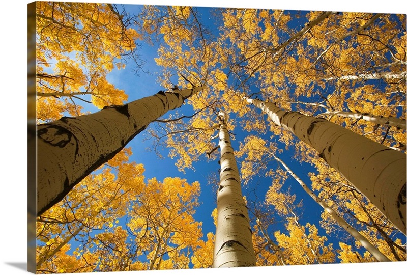 Colorado, Near Steamboat Springs, Buffalo Pass, Yellow Aspen Tree ...