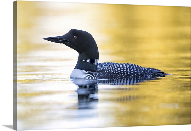 Common Loon In Breeding Plumage, Whitehorse, Yukon, Canada | Great Big ...