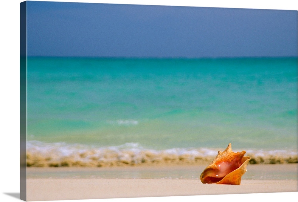Conch Shell Along Shoreline, Turquoise Ocean In Background Wall Art ...