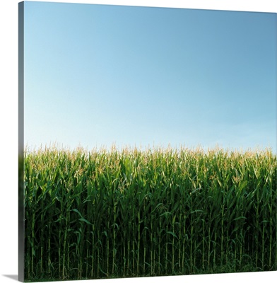 Bert Klassen Wall Art & Canvas Prints | Bert Klassen Panoramic Photos ...