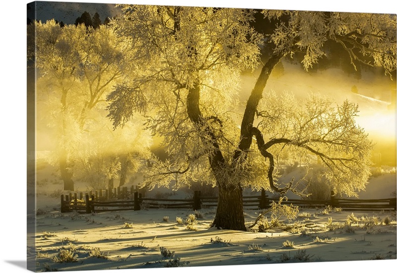 Cottonwood Tree In A Snow Covered Field, Lamar Valley, Yellowstone ...