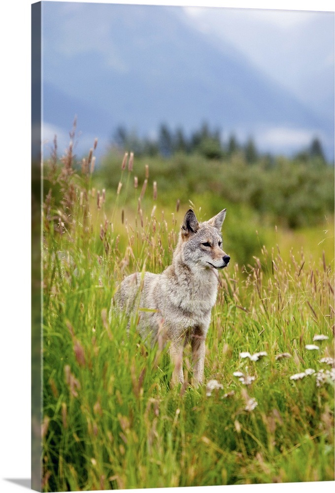 coyote stands in summer flowers and grasses at the Alaska Wildlife ...