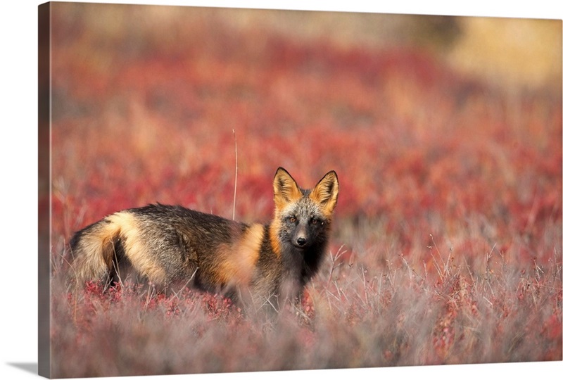 Cross Fox Standing Amongst Blueberry Bushes, Denali National Park ...