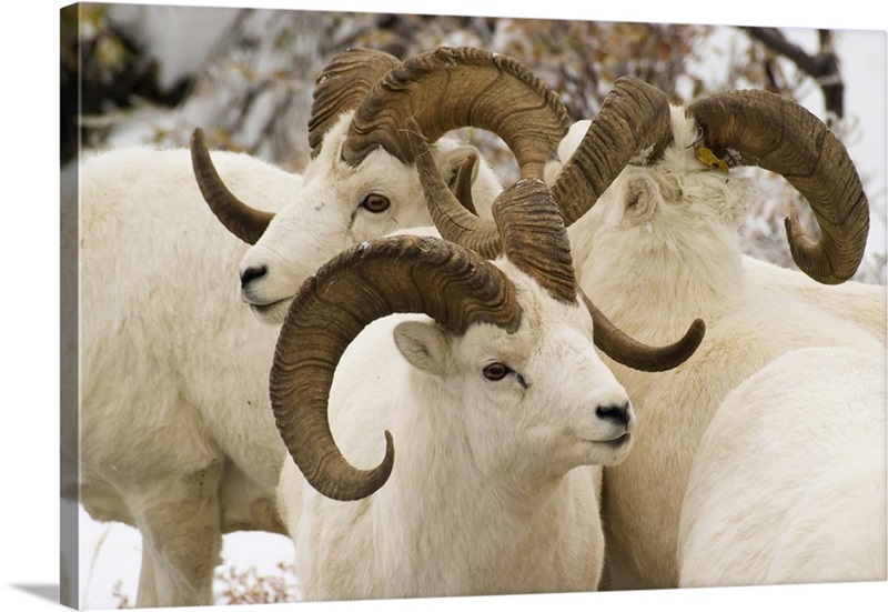 Dall Sheep, Denali National Park, Alaska | Great Big Canvas