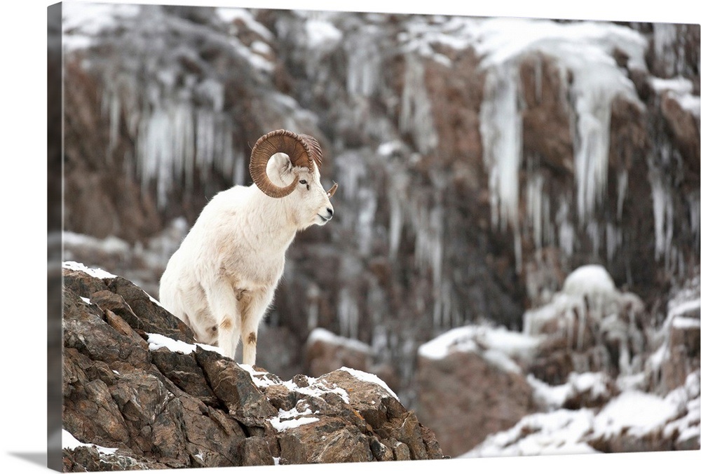 Dall Sheep Ram Stands On A Rocky Cliff, Chugach Mountains, Turnagain ...