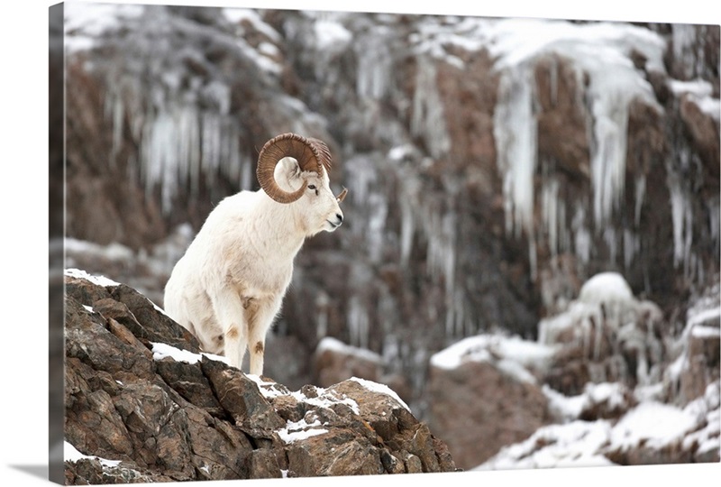 Dall Sheep Ram Stands On A Rocky Cliff, Chugach Mountains, Turnagain ...