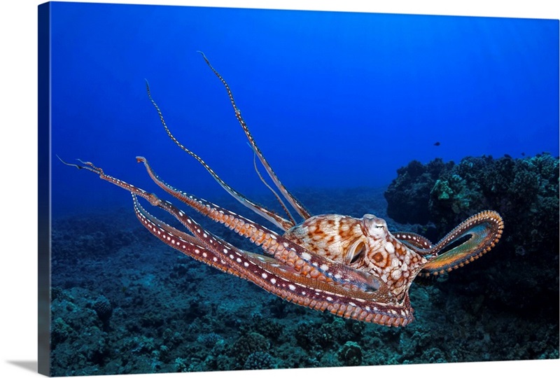 Day octopus, Maui, Hawaii | Great Big Canvas