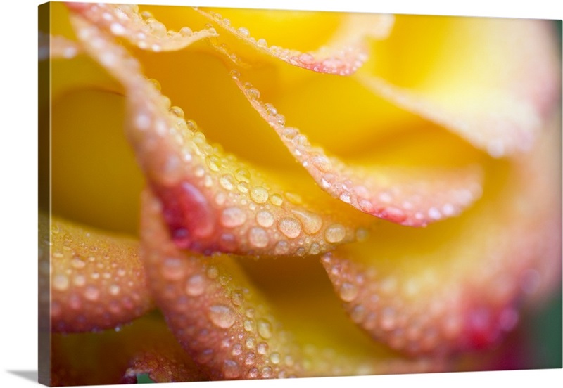 Dew Drops On A Rose | Great Big Canvas
