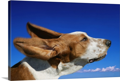 Dog With Ears In The Wind | Great Big Canvas
