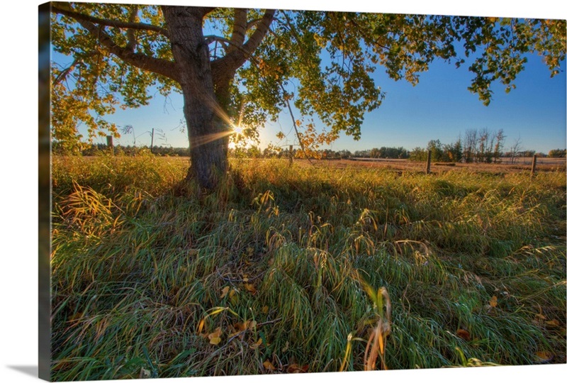 Early Evening Under An Old Poplar Tree North Of Edmonton, Alberta ...