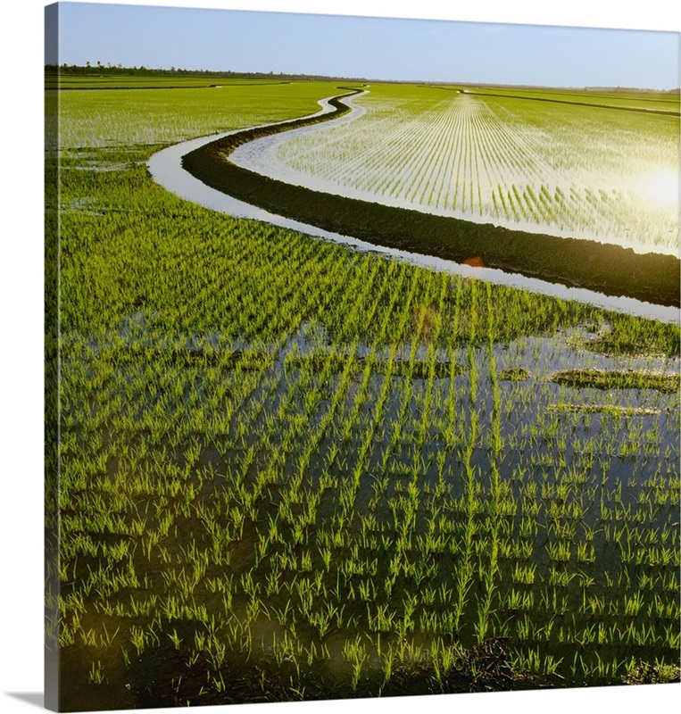 Early growth rice plants in a newly flooded field with a levee | Great ...
