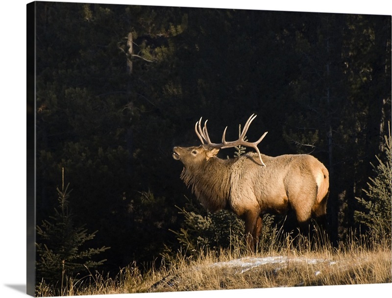 Elk In Forest, Banff National Park, Alberta, Canada | Great Big Canvas