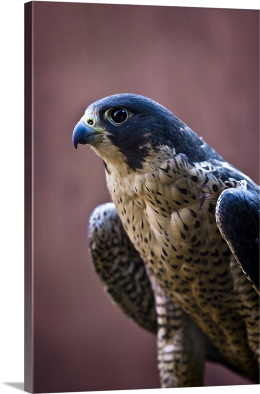 Falcon | Great Big Canvas