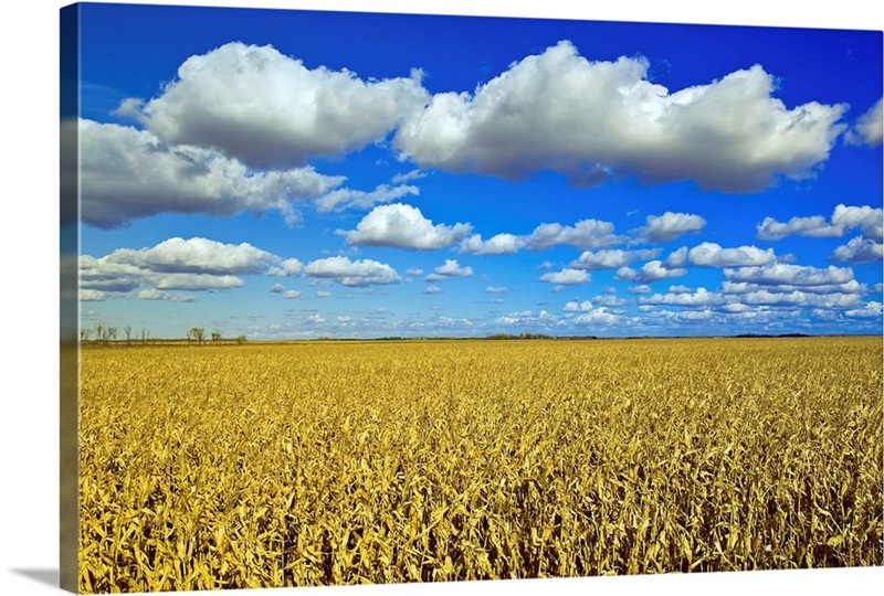 Field Of Feed/Grain Corn Stretches To The Horizon, Manitoba, Canada ...