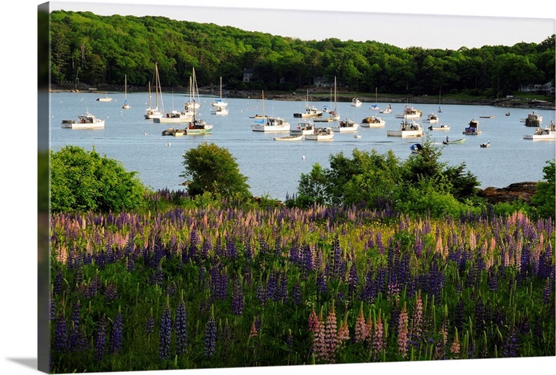 Field of flowering lupines in front of a boat-filled Round Pond.; Round ...