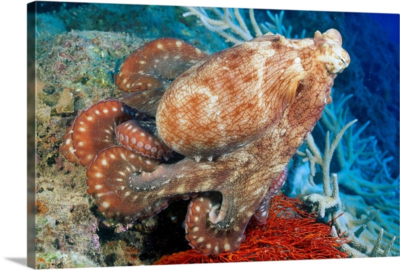 Fiji, Day Octopus (Octopus Cyanea) Close-Up, Curled Up Sitting On Coral ...