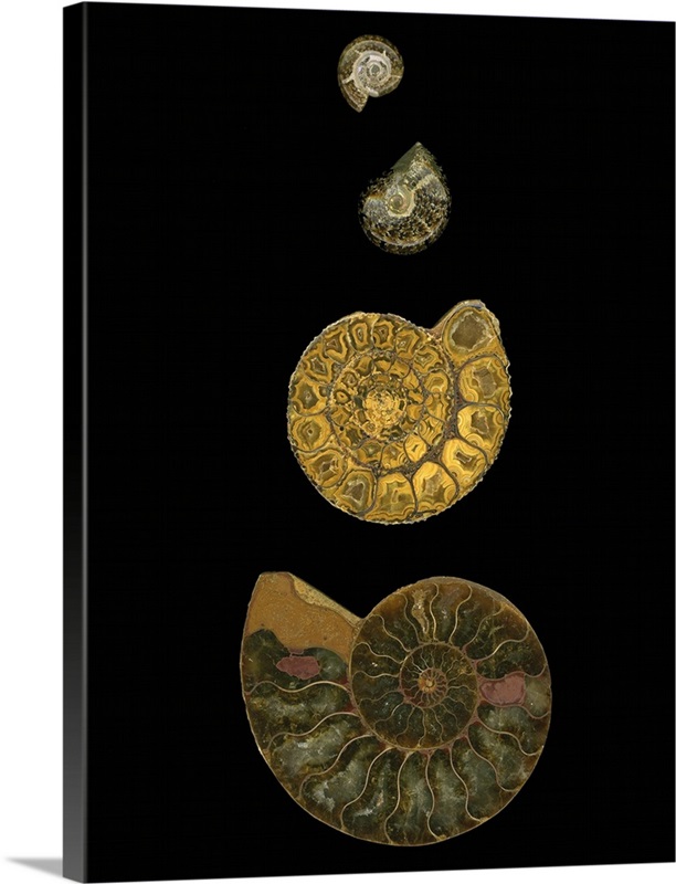 Fossilized Sea Shells (Nautilus) | Great Big Canvas