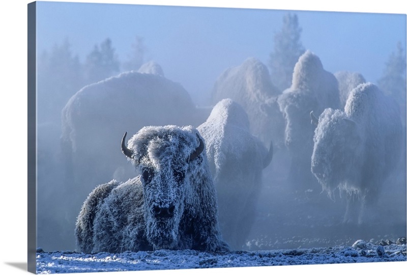 Frost Covered Herd Of American Bison Trying To Conserve Energy | Great ...