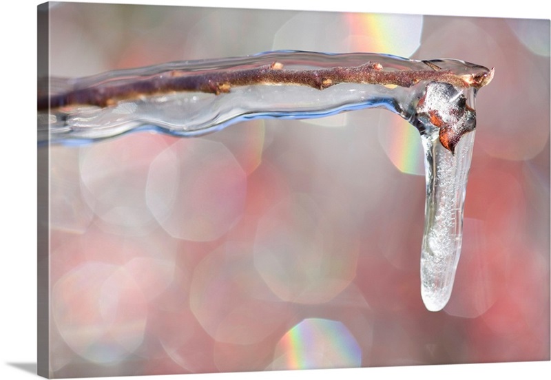 Frozen Icicle On The Edge Of A Branch | Great Big Canvas