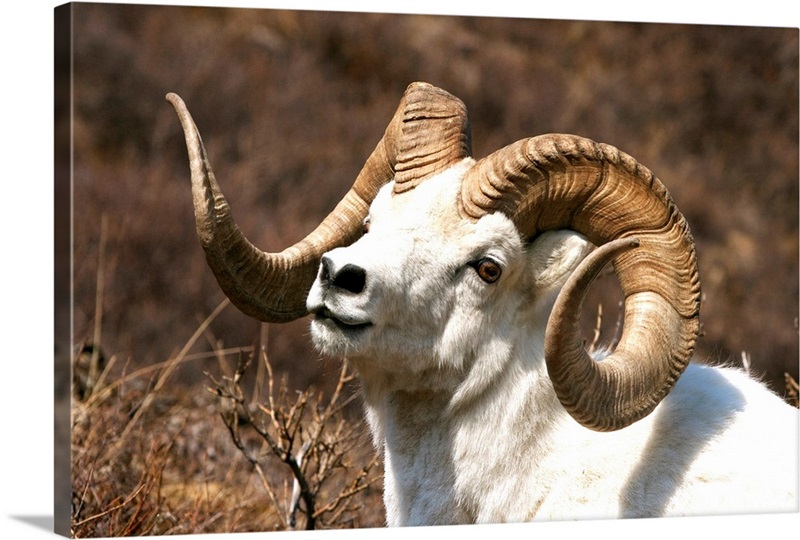 Full-Curl Dall Sheep Ram, Denali National Park, Interior Alaska, Spring ...
