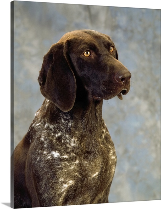 German Pointer | Great Big Canvas