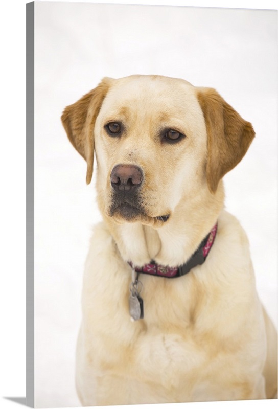 Golden Labrador Retriever Dog | Great Big Canvas