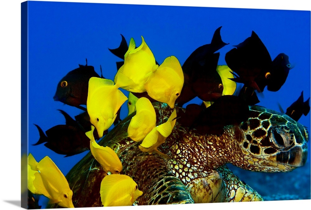 Goldring Surgeonfish And Yellow Tangs Cleaning Algae From Shell Of A ...