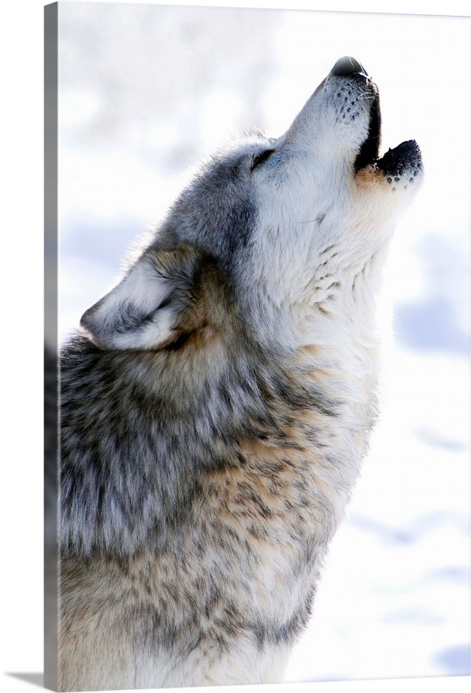 Gray Wolf Howling Wall Art, Canvas Prints, Framed Prints, Wall Peels ...