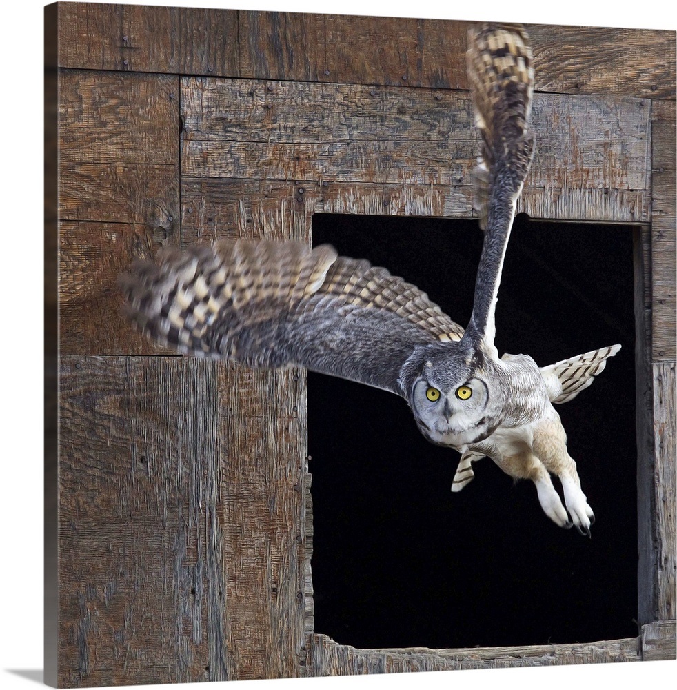 Great Horned Owl Flying Out Of An Old Barn Window, Saskatchewan, Canada ...