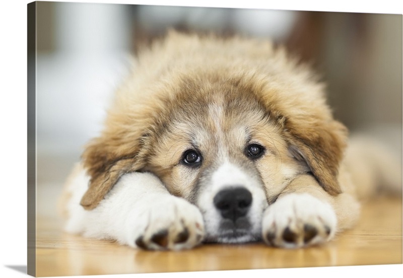 Great Pyrenees Puppy Lying Down | Great Big Canvas