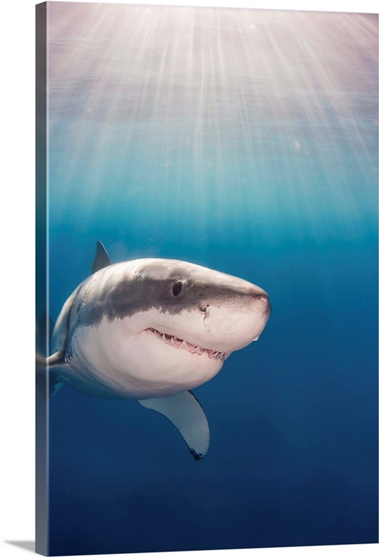 Great white shark | Great Big Canvas