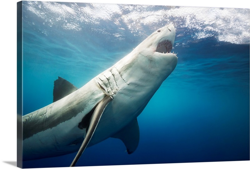 Great white shark, Guadalupe Island, Mexico | Great Big Canvas
