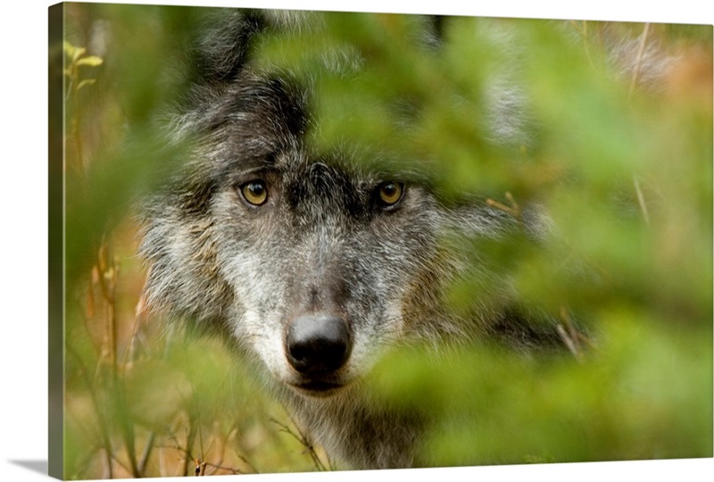 Grey Wolf, Outside Golden, British Columbia, Canada | Great Big Canvas