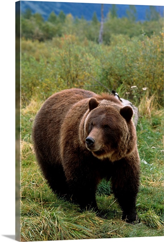 Grizzly bear at the Alaska Wildlife Conservation Center Alaska | Great ...