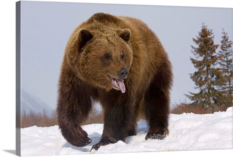 Grizzly Bear At The Alaska Wildlife Conservation Center, Southcentral ...