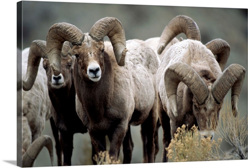Group Of Bighorn Sheep Rams In Yellowstone National Park, Montana ...