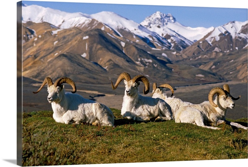 Group of Dall Sheep Rams on Ridge Polychrome Pass IN AK Summer Denali ...
