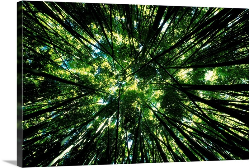 Hawaii, Bamboo Tree Forest, View Upward Toward Treetops | Great Big Canvas