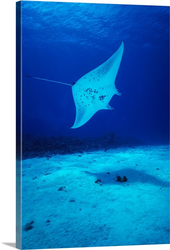 Hawaii, Common Manta Ray Swims Over Sand Bottom | Great Big Canvas