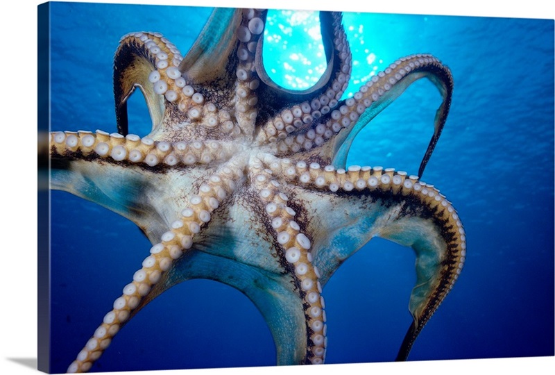 Hawaii, Day Octopus (Octopus Cyanea) In Midwater, Underside | Great Big ...