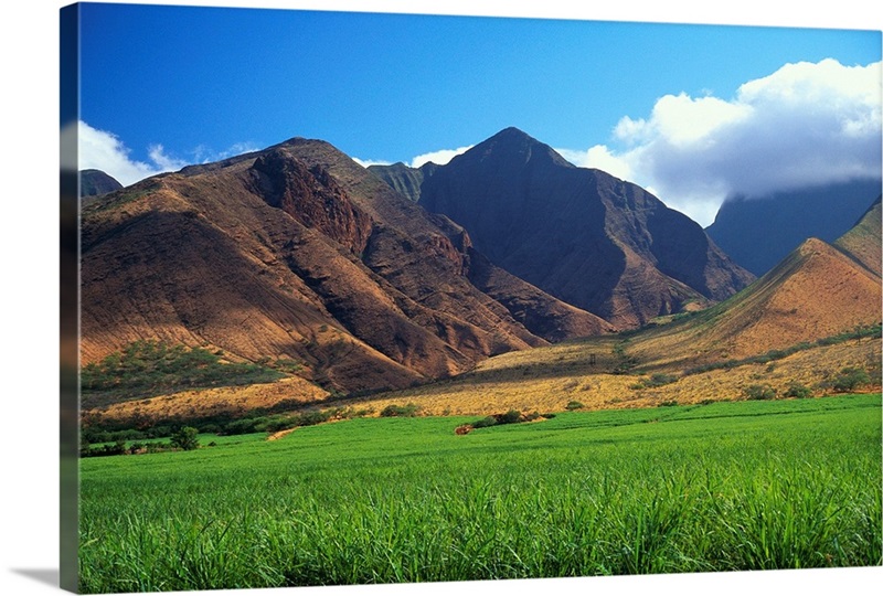Hawaii, Maui, Cane Fields | Great Big Canvas