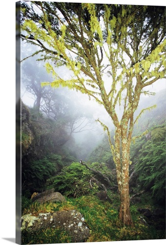Hawaii, Maui, Kaupo, Tree With Moss Growth, Lush Greenery, Foggy Scenic ...