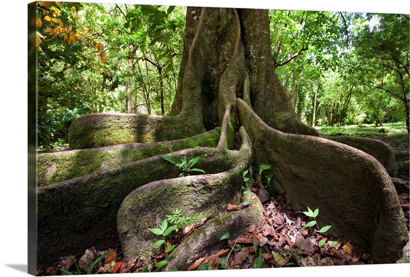 Hawaii, Maui, Keanae, An Old Tree With Large Roots | Great Big Canvas