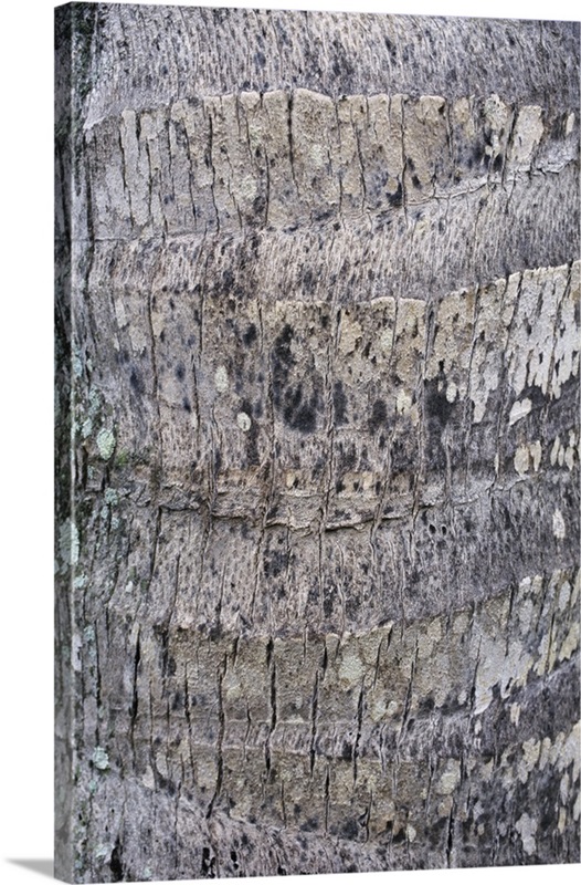 Hawaii, Oahu, Close-Up Of Coconut Palm Tree Bark Texture | Great Big Canvas