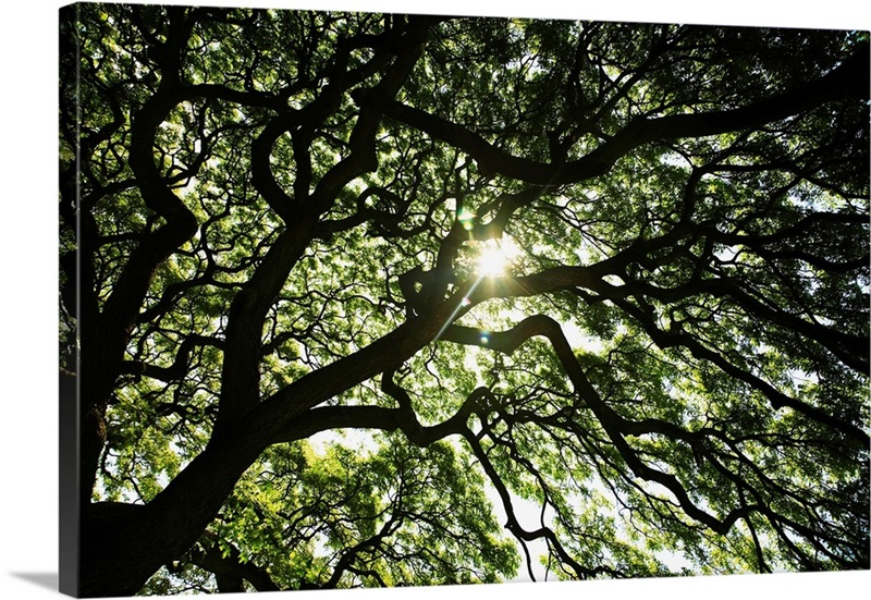Hawaii, Oahu, Huge Monkey Pod Tree With Sunlight Shinning Through ...